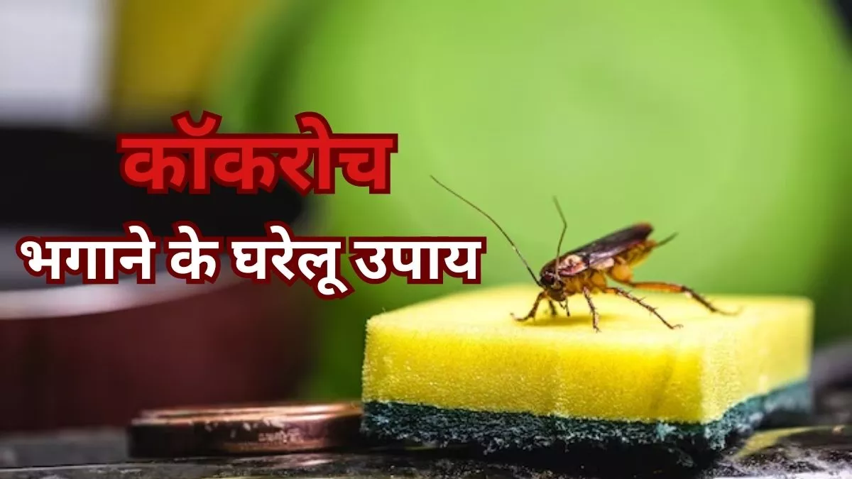 परेशानी की वजह बन गए हैं घर में मौजूद कॉकरोच, तो इन आसान उपायों से पाएं ...
