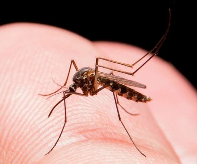 बरसात के दिनों में इन जानलेवा जीवों से रहें सावधान - Be Aware Of These ...