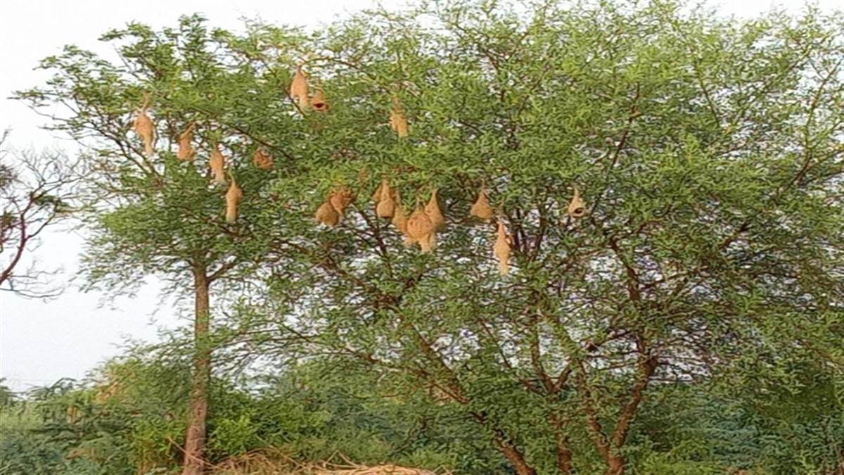 तालाबों के आसपास गायब हो रहे देशी कीकर के पेड़ घौंसलों के लिए परिंदों ...