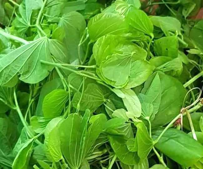 सागों में छिपा है सेहत का राज, कई रोगों की है अचूक दवा; झारखंड में उगते ...