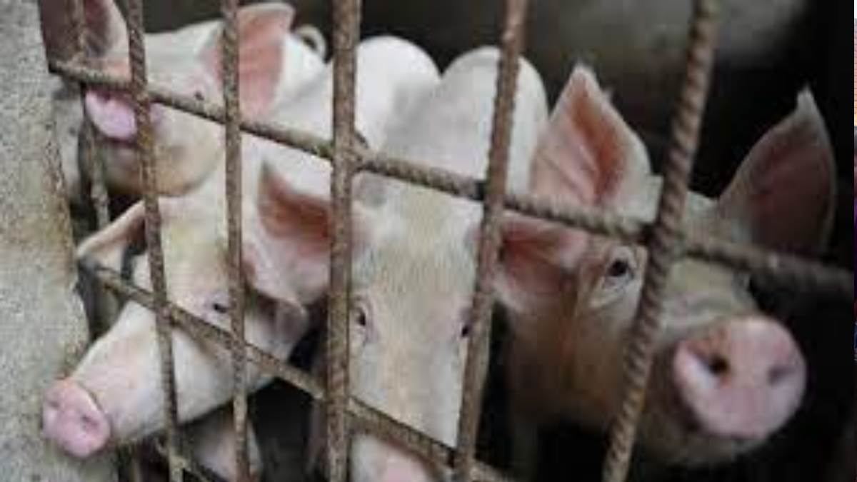 African Swine Fever Virus Alert: हरियाणा में अफ्रीकी स्वाइन फीवर का ...