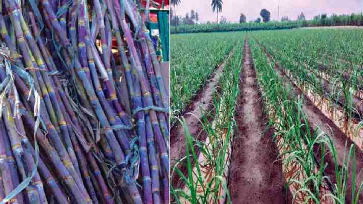 Good News: ऊसर पर भी अब कीजिए गन्ने की खेती, इन दो नई किस्मों से जल्द ...