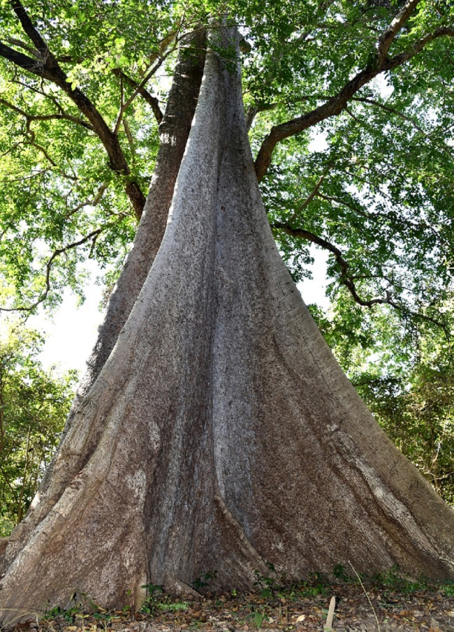 पर्यावरण संरक्षण के ल‍िए उत्‍तराखंड की तराई डिवीजन में तलाशे जाएंगे ...