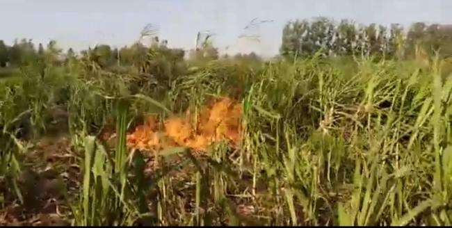 रिसर्च में हुआ खुलासा फसलों के अवशेष जलाने से दिल्ली में ही पड़ता है ...