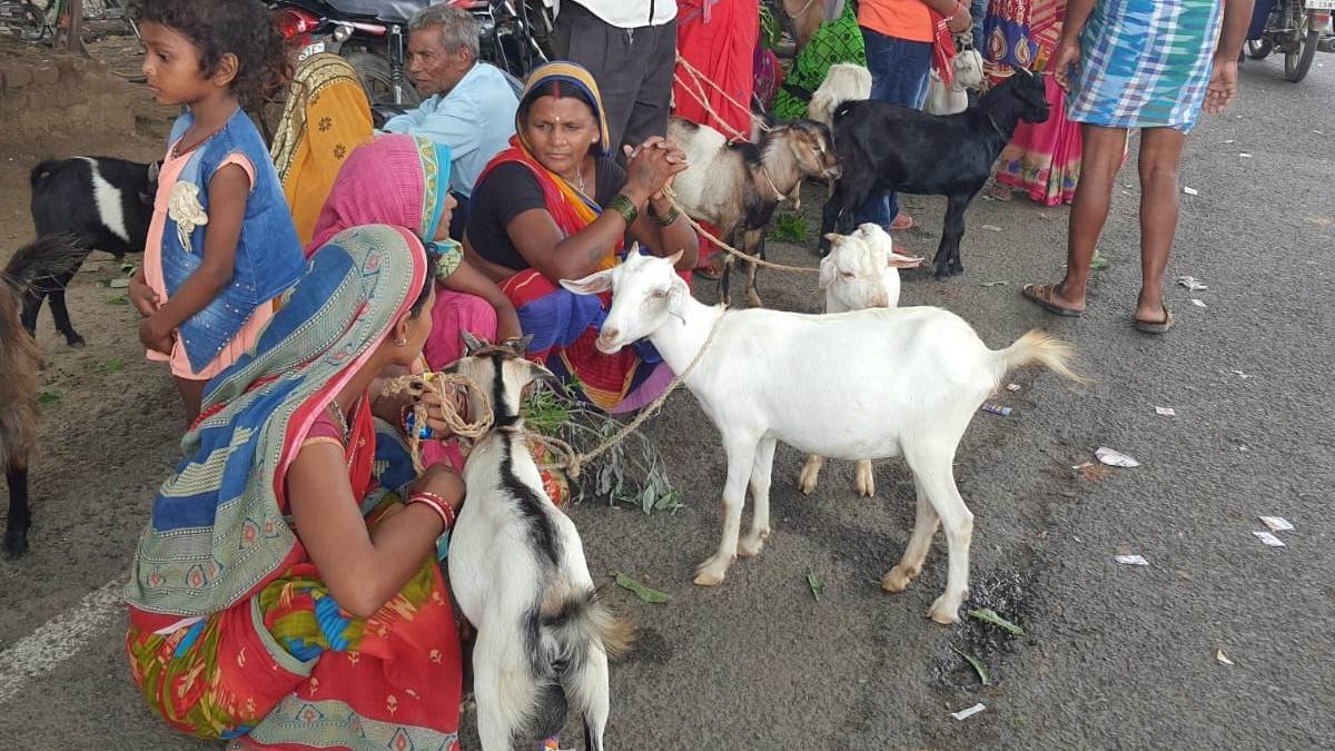 दशहरा 2022 : बिहार के बांका में 2 लाख से ज्यादा बकरों की दी जाती है बलि ...