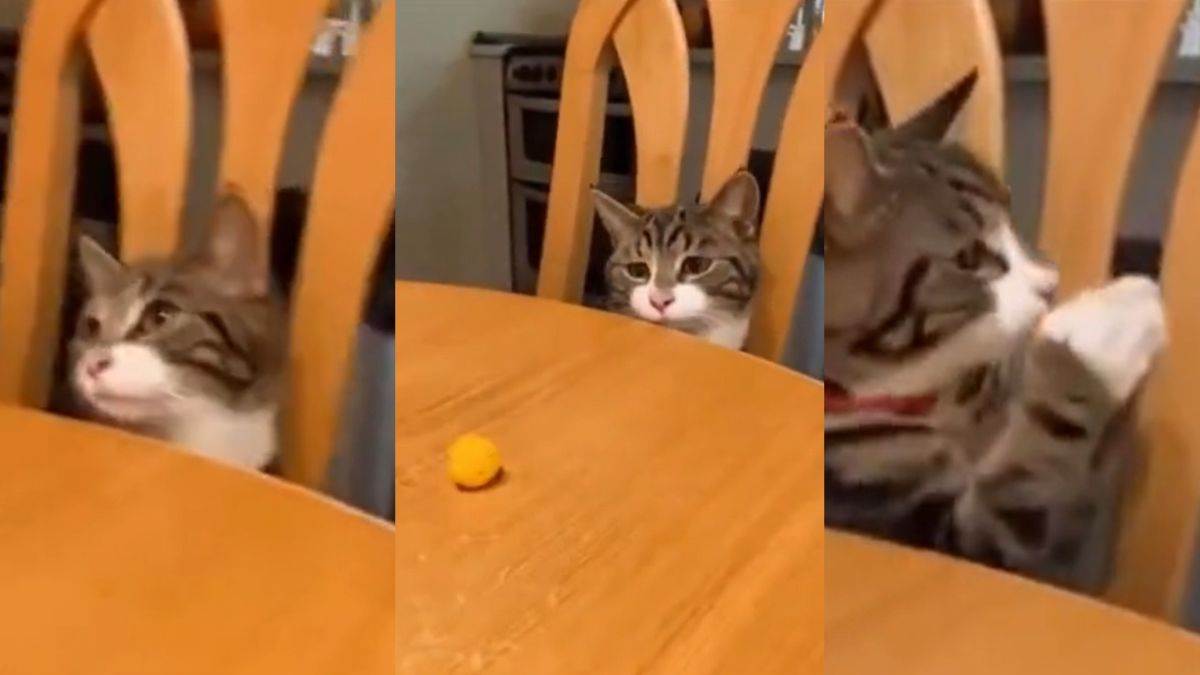 Viral Video : सामने लड्डू रखते ही झट से बिल्ली ने उड़ाया, वीडियो देख ...