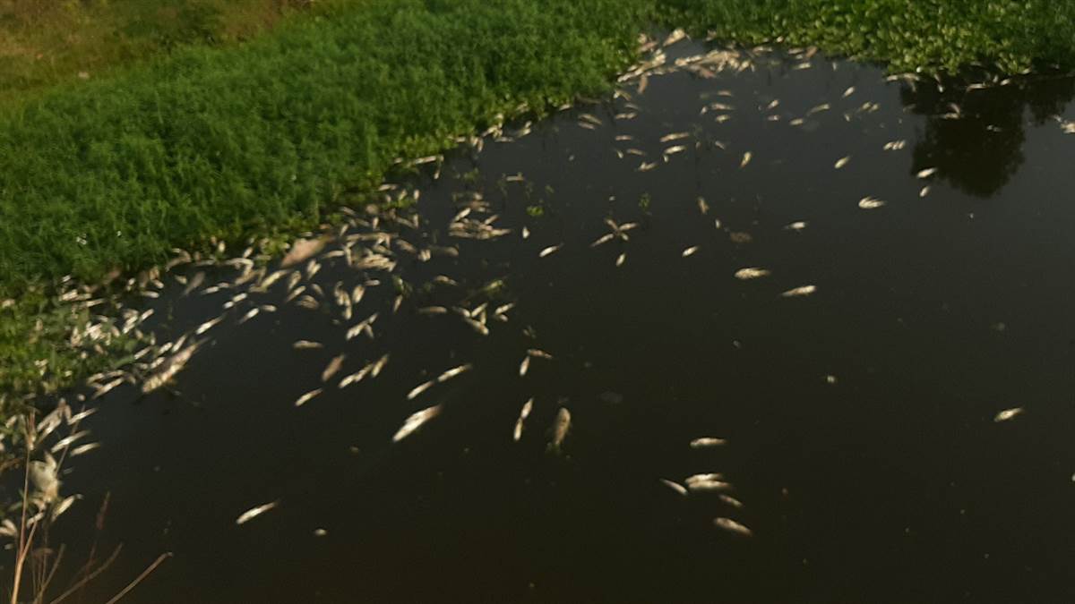 jamtara news अराजक तत्वों ने तालाब में डाला जहर,लाखों की मछलियां मरी ...