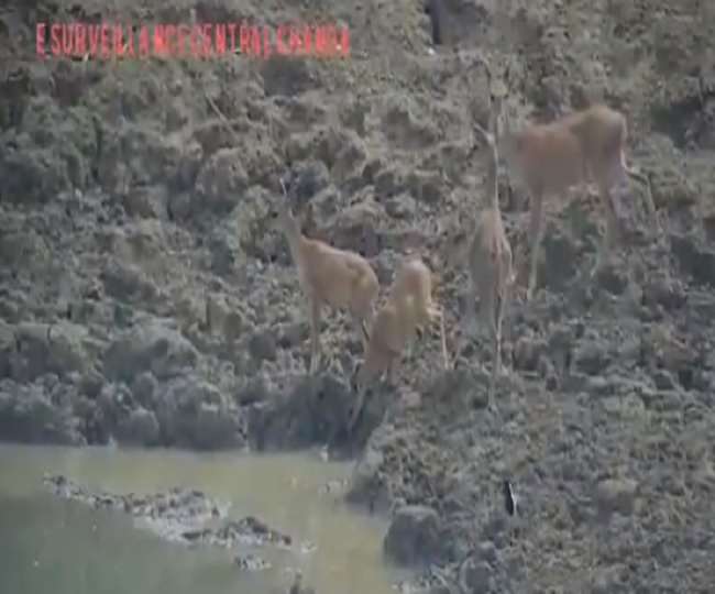 Viral Video: अजगर के खतरनाक वार से चित हो गया हिरण, फुर्ती देख हो ...