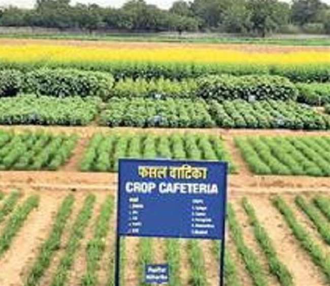 किसानों के लिए सीएसए कृषि विश्वविद्यालय में बनेगा कैफेटेरिया, जानिए ...