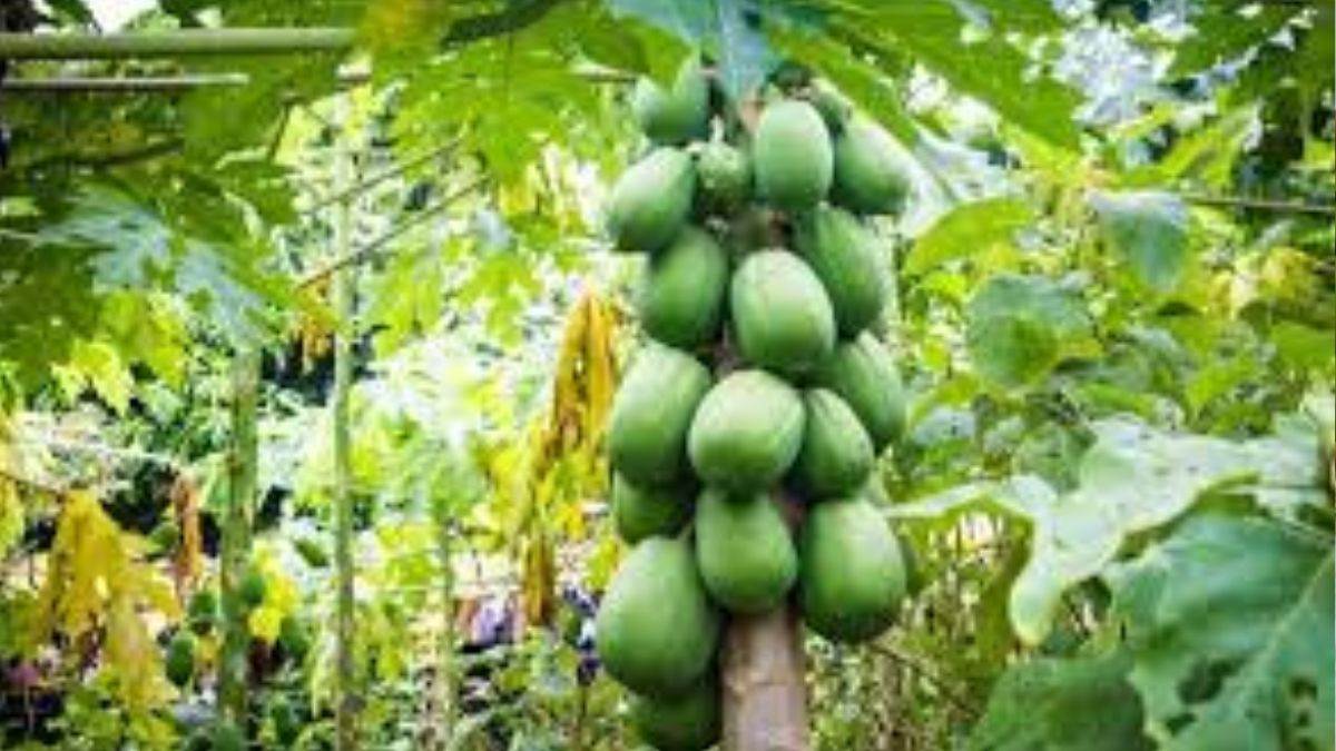 Raw Papaya Benefits: पका ही नहीं, कच्चा पपीता भी होता है सेहत के लिए ... Raw Papaya Benefits: पका ही नहीं, कच्चा पपीता भी होता है सेहत के लिए ...