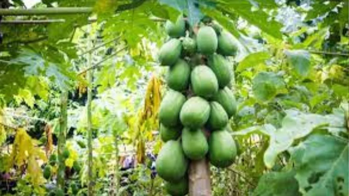 Raw Papaya Benefits: पका ही नहीं, कच्चा पपीता भी होता है सेहत के लिए ... Raw Papaya Benefits: पका ही नहीं, कच्चा पपीता भी होता है सेहत के लिए ...