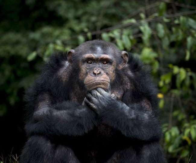 ...तो हमने चिंपैंजी से सीखा है डांस करना, दोनों में मिली एक तरह की ...