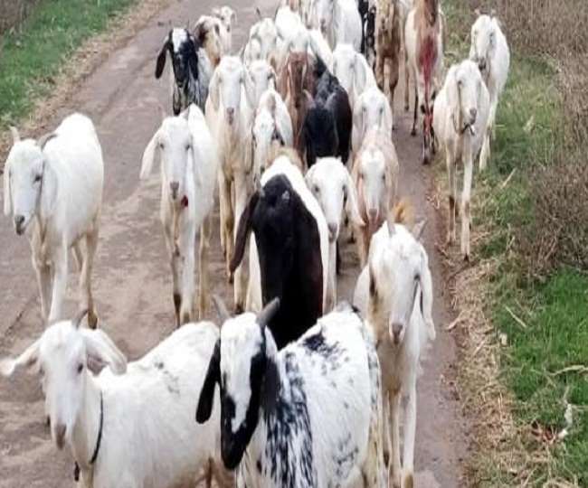 Goat Rearing बकरी पालन कर बढाइए अपनी आमदनी सरकार भी देती है कई तरह की ...