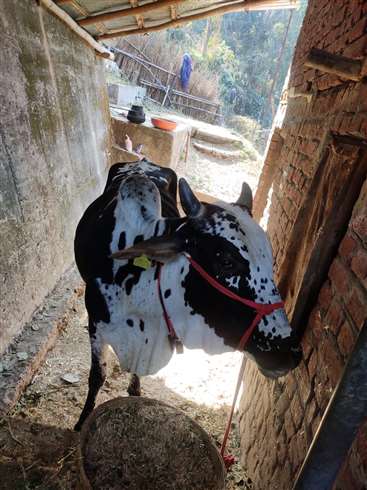 चलाली गांव में राठी नस्ल की गाय बनी चर्चा का विषय - Rathi Cow Became ...