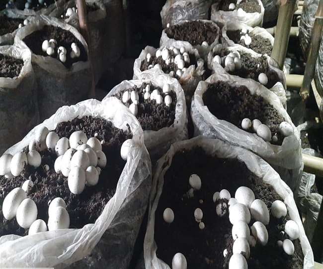 पश्चिम चंपारण बटन मशरूम के उत्पादन में नजीर बन रहे नौतन के उपेन्द्र ...