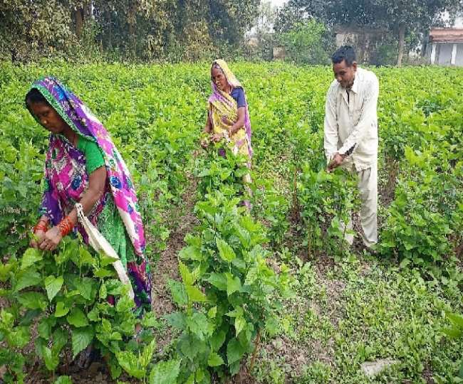 सैकड़ों को रोजगार देने वाला राजकीय रेशम फार्म हुआ सरकारी उपेक्षा का ...
