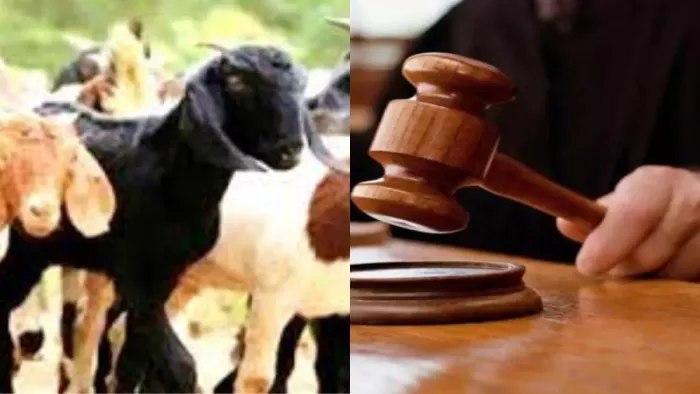 बकरा चोरी मामले में अदालत की ली शरण, कोर्ट के आदेश पर 15 महीने बाद हुई ...