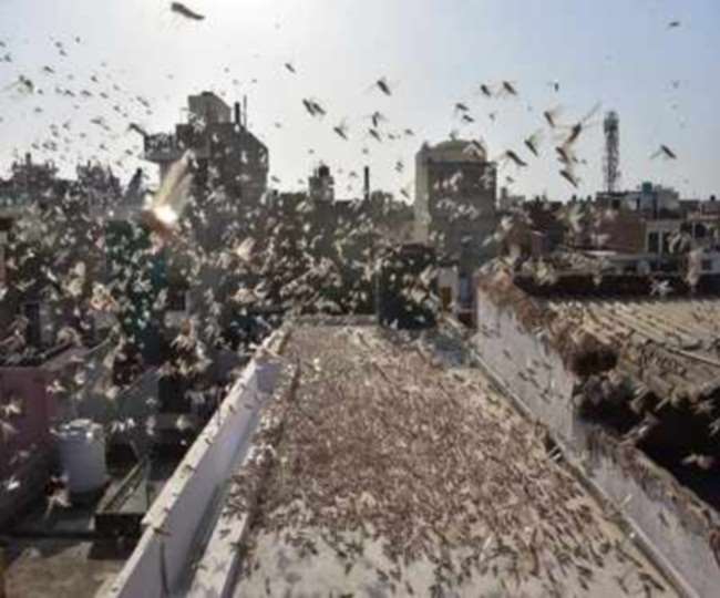 Locusts Update: राजस्‍थान से आ रही आसमानी आफत से आगरा को राहत, टिड्डी ...