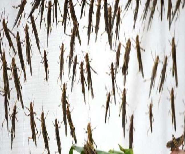 Tiddi Dal Attack: दिल्ली के करीब पहुंचा टिड्डियों का दल, रेवाड़ी में ...