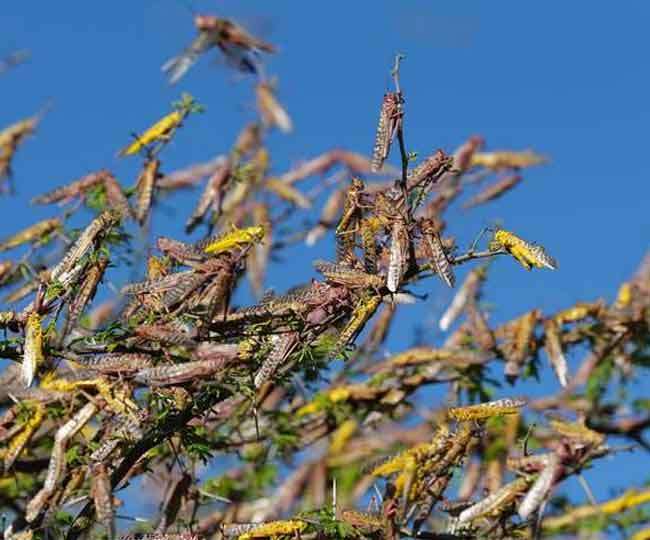 खतरनाक 'दुश्‍मन' टिड्डियों के हमले की आशंका से हड़कंप, अलर्ट पर हरियाणा ...