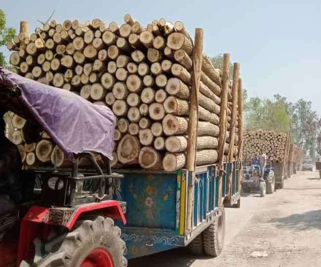 वुड इंडस्ट्री ने पकड़ी रफ्तार, बिहार-गुजरात से आ रही सबसे ज्यादा डिमांड ...