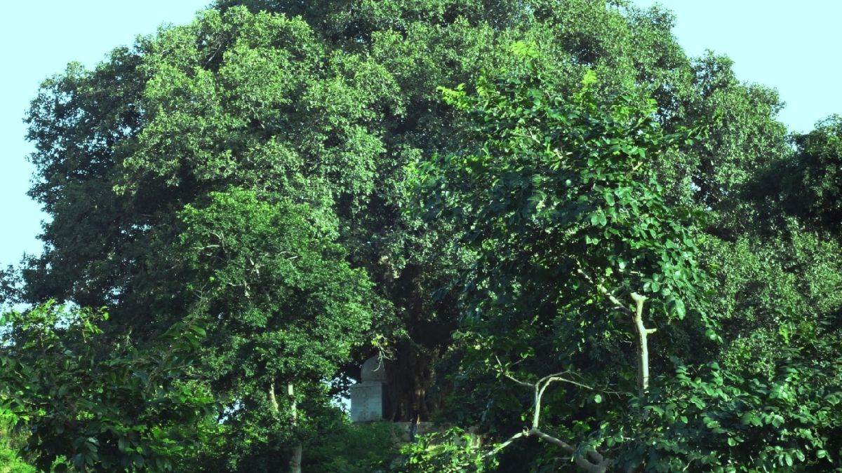 Prayagraj News: बुलंदशहर के नरौरा में दुनिया के सबसे पुराने बरगद की खोज ...