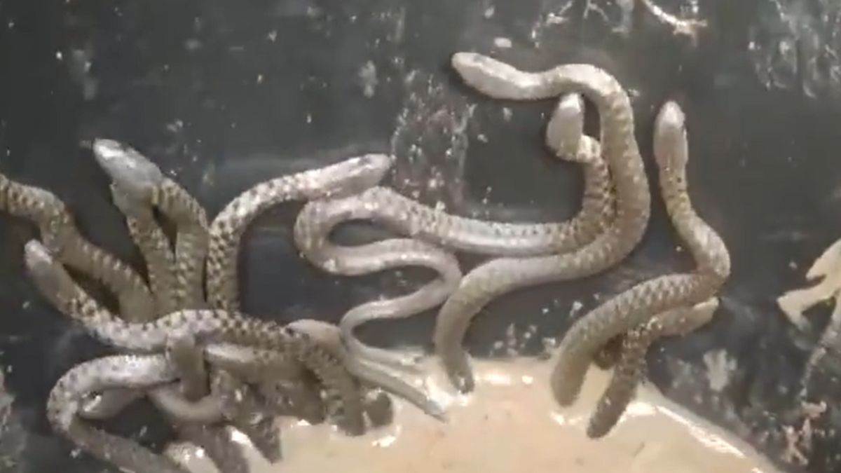 Assam Snake News: असम में सापों की बड़ी खेप बरामद, प्लास्टिक के बरतन ...