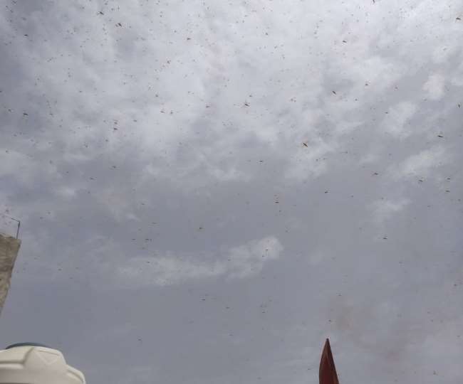 Tiddi Dal Attack: 65 साल पहले दिल्ली पर हुआ था टिड्डियों के दल का हमला ...