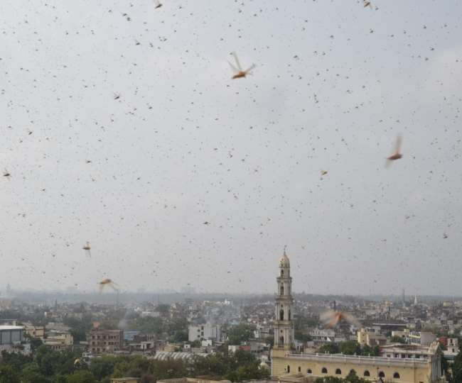 Tiddi Dal Attack in Agra सुबह तक पूरे शहर पर छा गया टिड्डी दल अब कर रहा ...