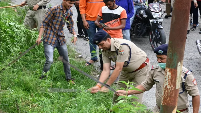 ...और जब एसएसपी साहब ने खुद नष्ट किए भांग के पौधे, युवाओं को दिलाई नशे ...