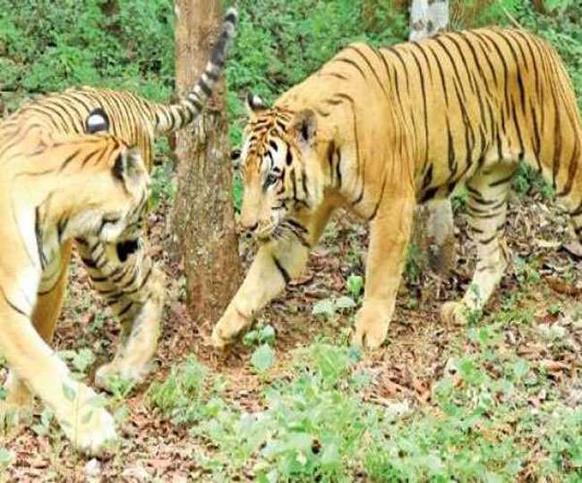 बूढ़े और कमजोर बाघों का नया ठिकाना होगा जगुआ सफारी, बढ़ रहे हैं आपसी ...