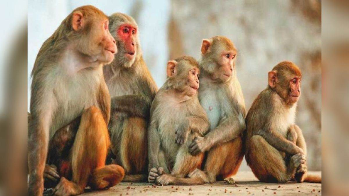 Monkey Death : बंदरों के झुंड ने अकेले बंदर को घेर लिया- इसके बाद बंदर ...