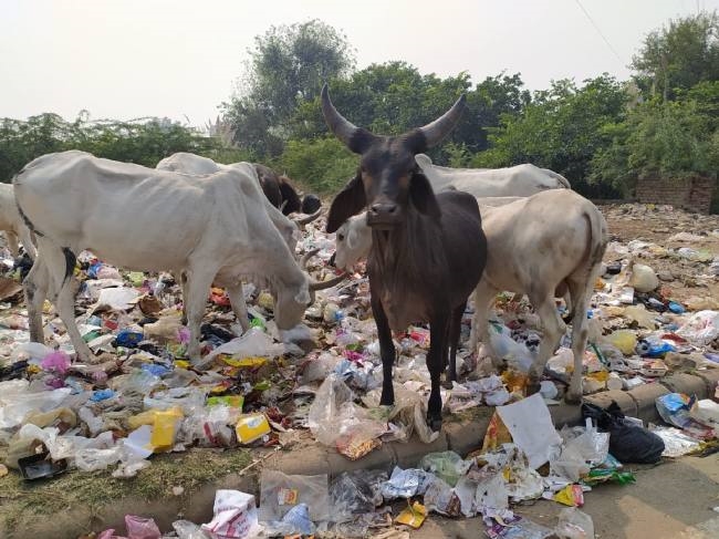 बदहाल हुई सफाई व्यवस्था, सड़कों पर फैला कचरा - Bad cleaning system ...