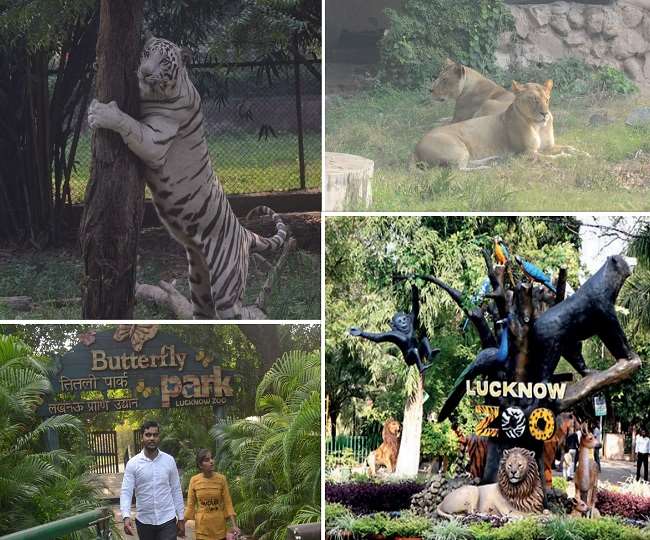 Lucknow Zoo 99 Years: समय के साथ कदमताल के 99 साल, बनारसीबाग से शुरू ...
