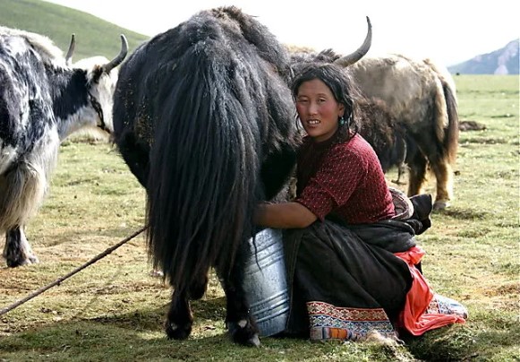 Himalayan Yak: FSSAI ने हिमालयी याक को Food Animal के रूप में दी मंजूरी ...