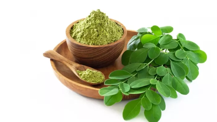 Moringa Benefits: सेहत के लिए वरदान हैं मोरिंगा के पत्ते, जानें इसे ...