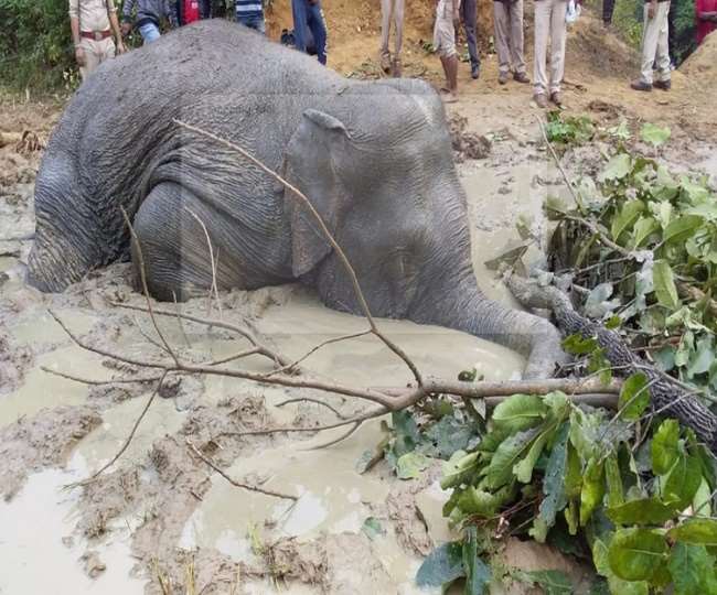 छत्तीसगढ़: 4 दिनों तक दलदल में फंसने से इस हाथी की मौत, सभी कोशिशें हुई ...