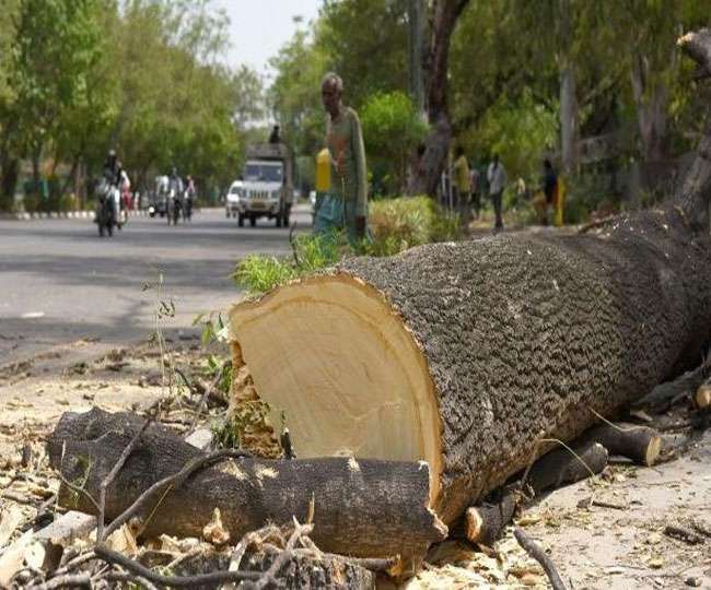 गंगनहर पटरी दोहरीकरण पेड़ों की गिनती प्रजाति व मौजूदा अवस्था का आंकलन ...