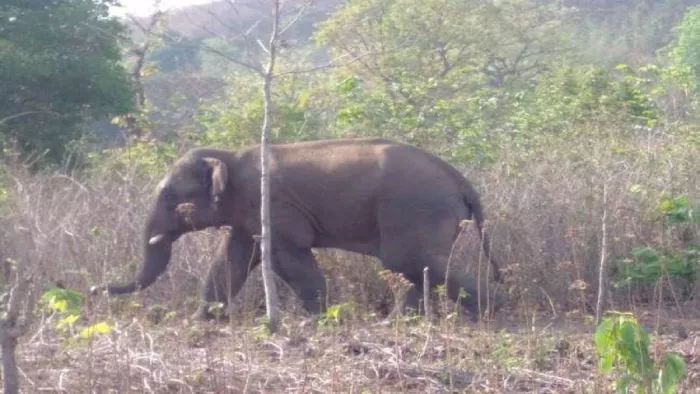 तमिलनाडु के इरोड में जंगली हाथी का तांडव, मक्का व्यापारी की कुचलने से हुई मौत - Tamil Nadu Erode ...