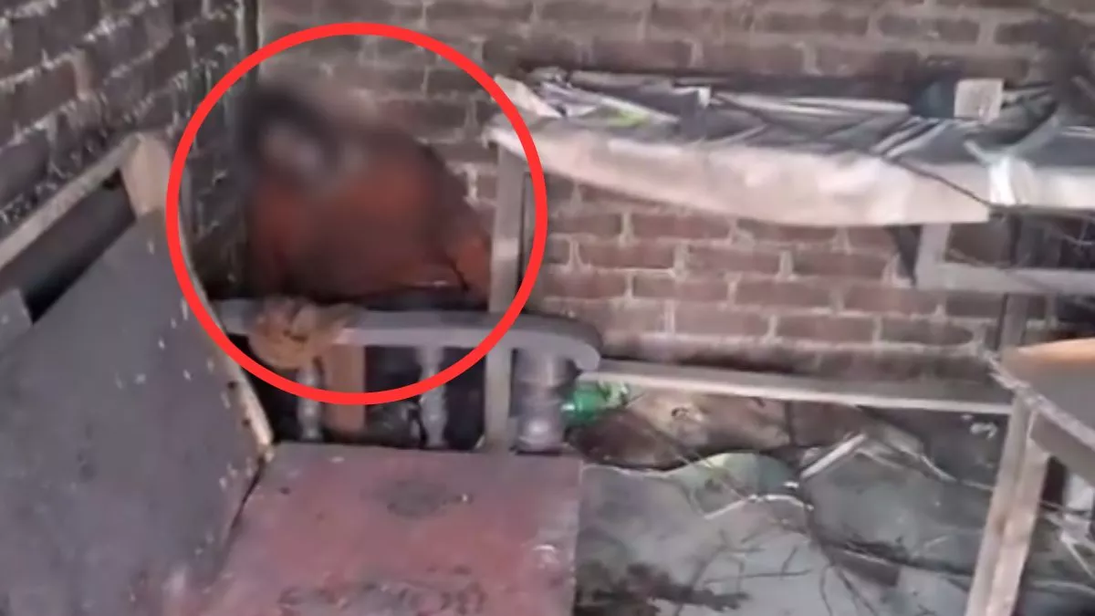 पति को कमरे में बंदकर जिंदा फूंका देखें Video कानपुर की है दिल दहला देने वाली वारदात महिला ने