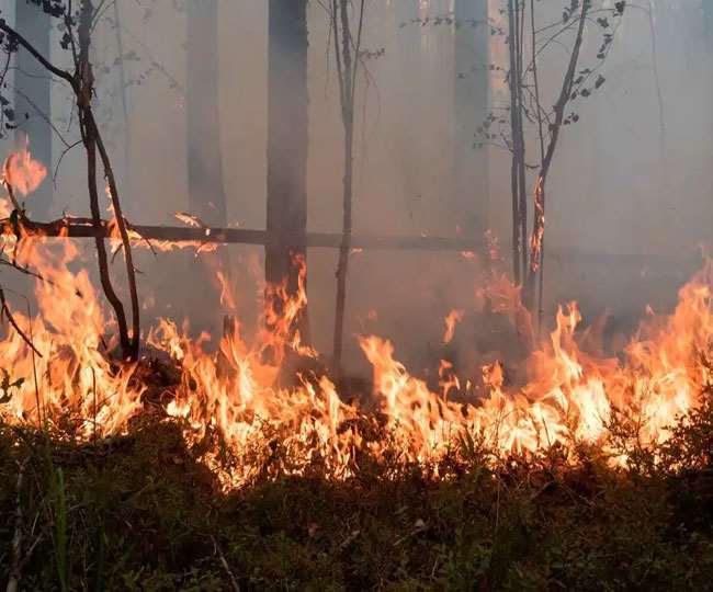 Fire In Jungle: जंगल में लगी आग गांव तक पहुंची, दो घर जलकर खाक, पूरे ...