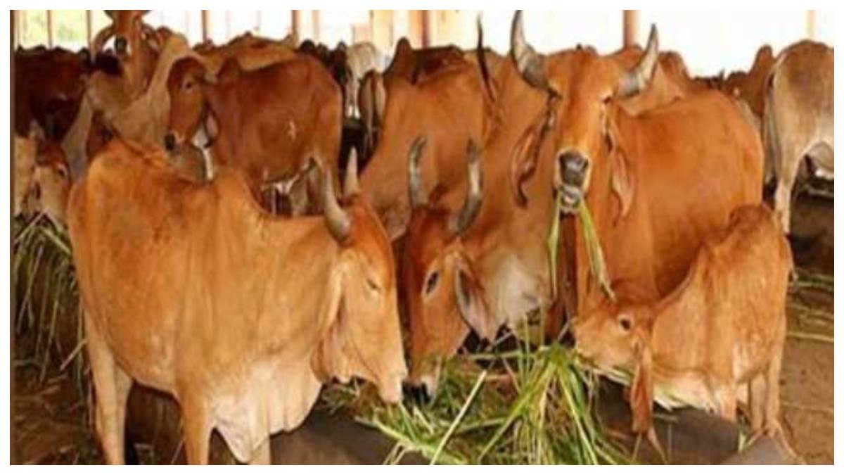 Karnal News: NDRI में भारत की पहली क्लोन देसी गिर मादा बछड़ा 'गंगा' का ...