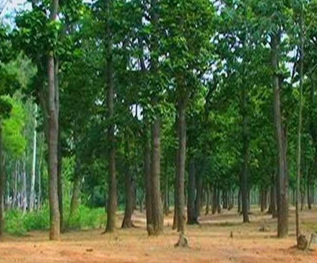 छत्तीसगढ़ का राजकीय वृक्ष: साल वनों के द्वीप से सिमट रहे आदिवासियों के ...