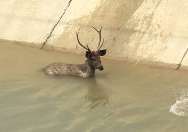 विध्यक्षेत्र में बढ़ा काले हिरण की दुर्लभ प्रजाति का कुनबा - The rare ...