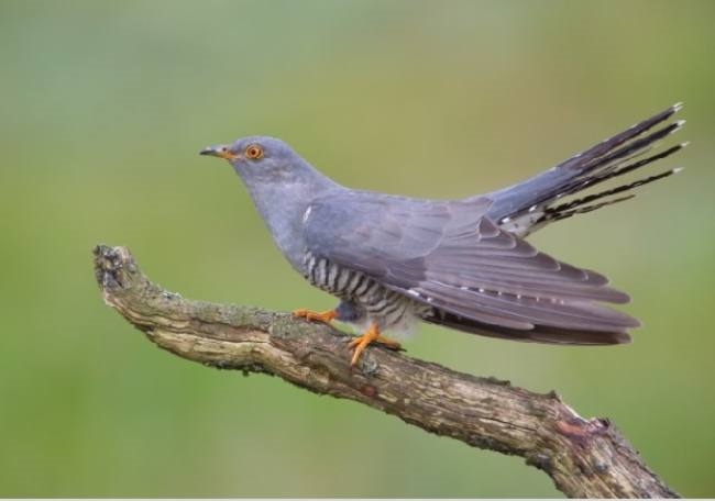 ओखला पक्षी विहार में दो साल बाद दी पपीहा ने दस्तक