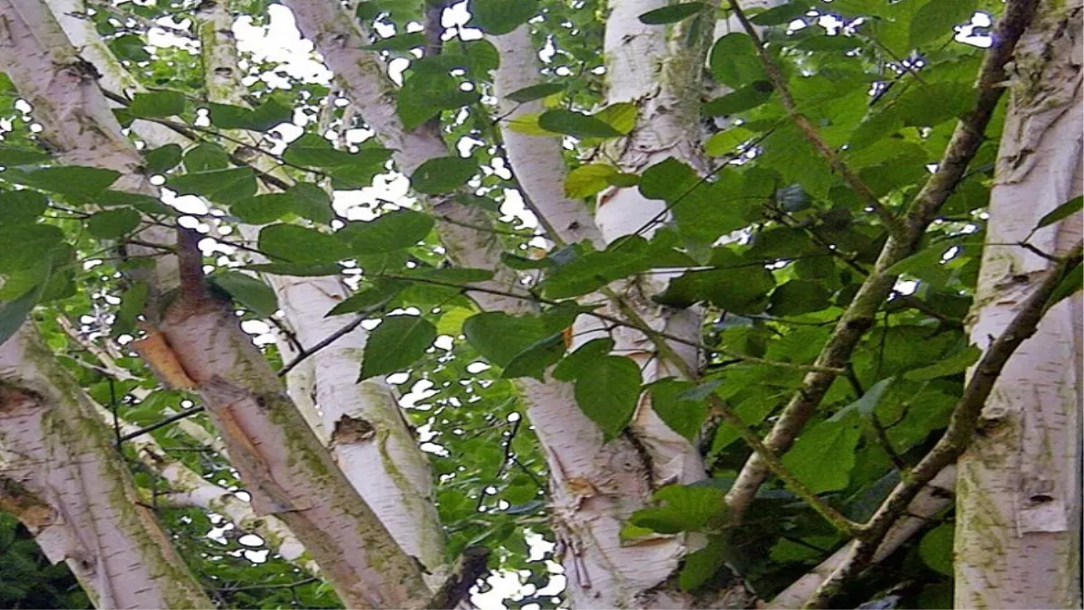 उच्च हिमालय में भोजपत्र और सुगंधित पौधो का होगा रोपण, गुंजी में रोपा ...