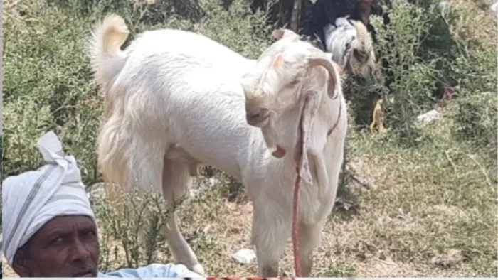 Eid al-Adha: 'भाईजान' बकरे को देखने के ल‍िए उमड़ी लोगों की भीड़, जानें ...