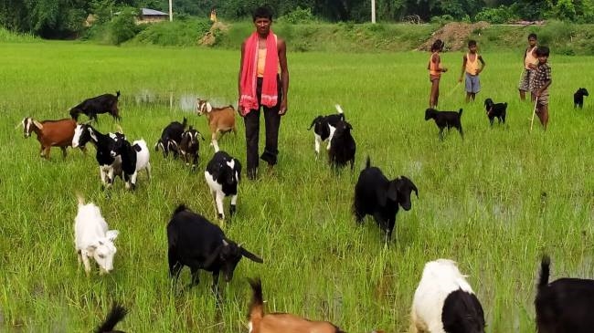 दुर्योधन मांझी ने बकरी पालन से दिखाई आर्थिक समृद्धि की राह - showed ...