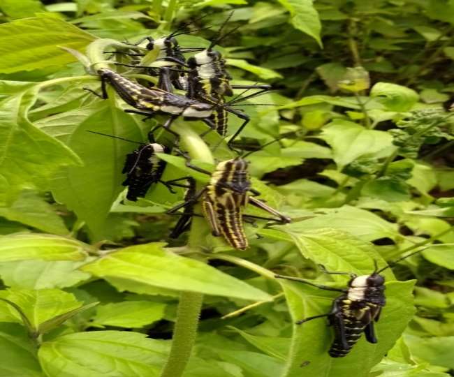 Tiddi Dal in Westsinghbhum : मनोहरपुर में टिड्डी की दस्तक से किसानों ...