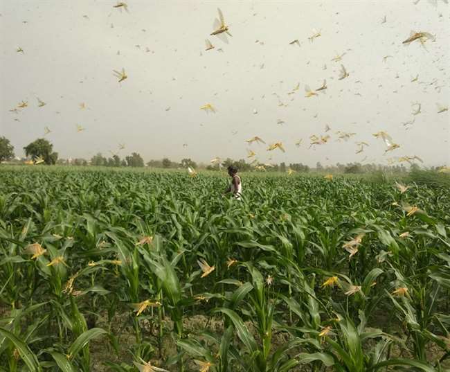 Tiddi Dal Attack यूपी में मंडारा रहे कई टिड्डी दल सारा दिन कुछ यूं भरते ...